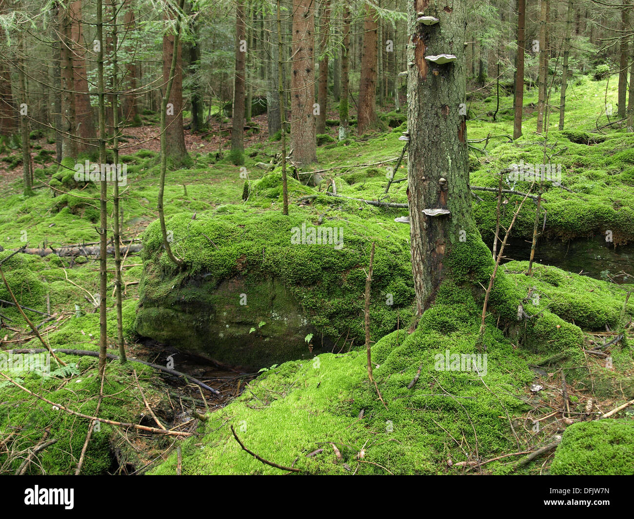 mossy wood ground Stock Photo - Alamy
