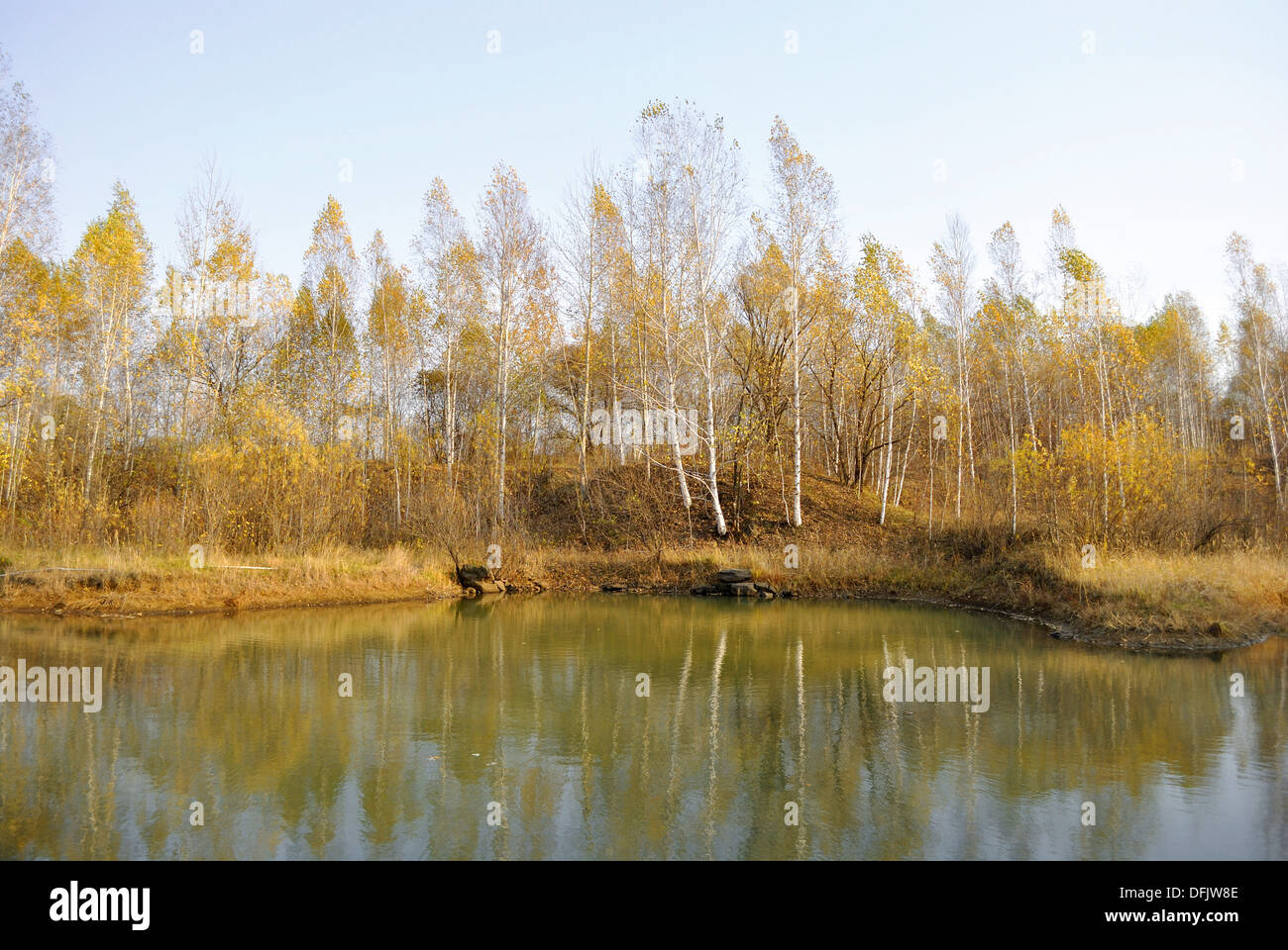 Pure lake in a taiga of the Far East Stock Photo - Alamy