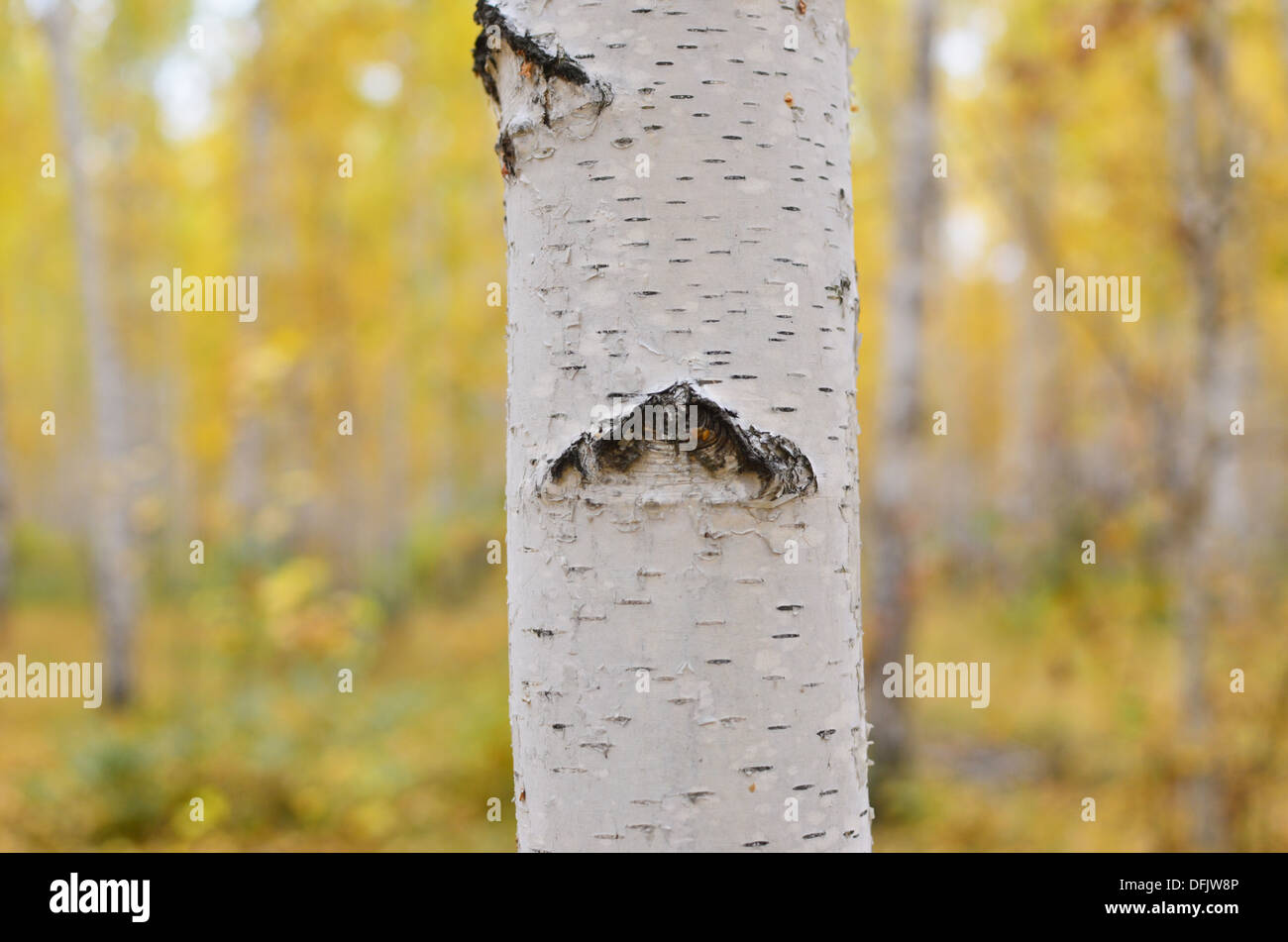 birch tree against autumn forest Stock Photo - Alamy