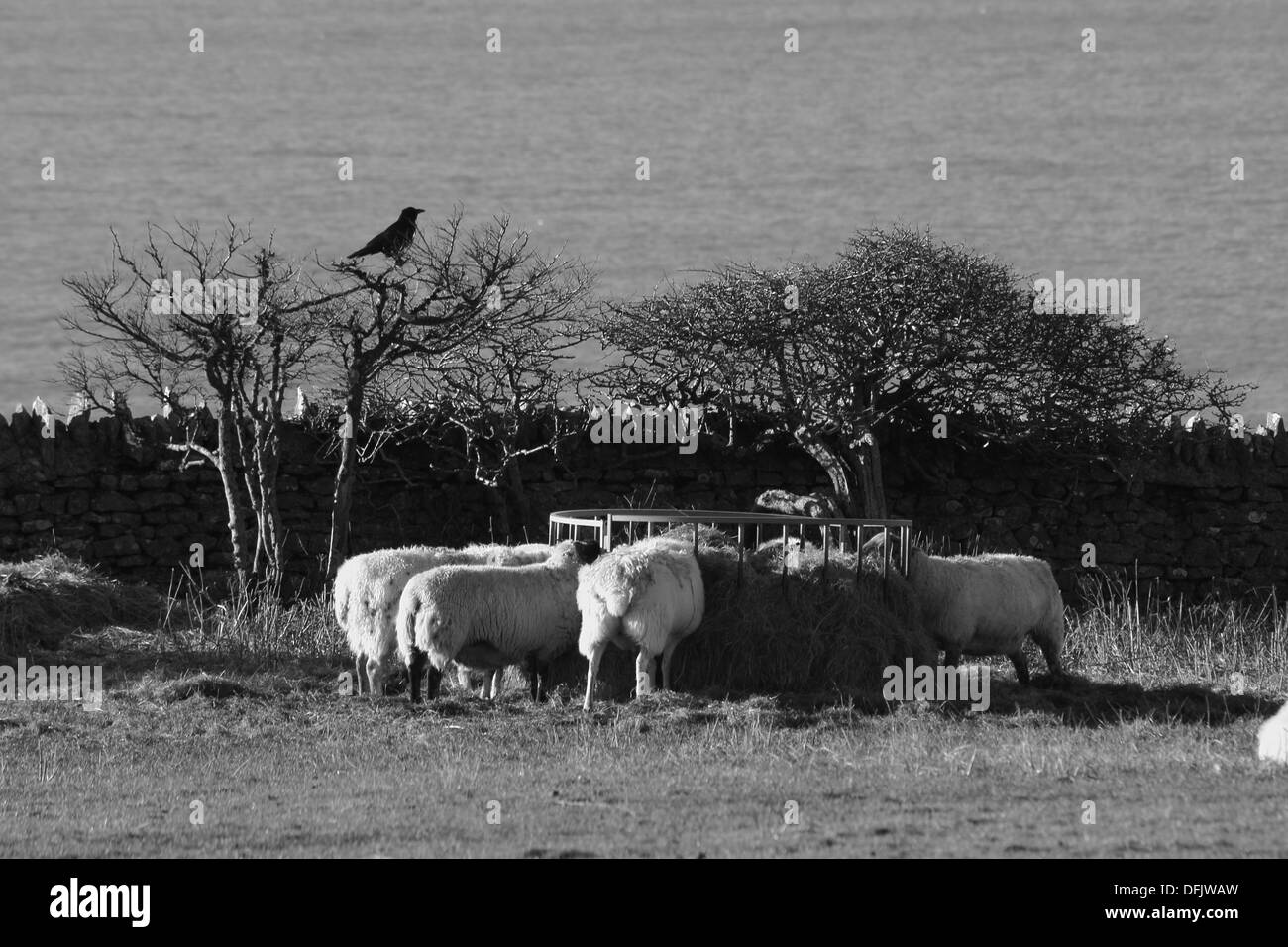 Sheep with crow Black and White Stock Photos & Images - Alamy