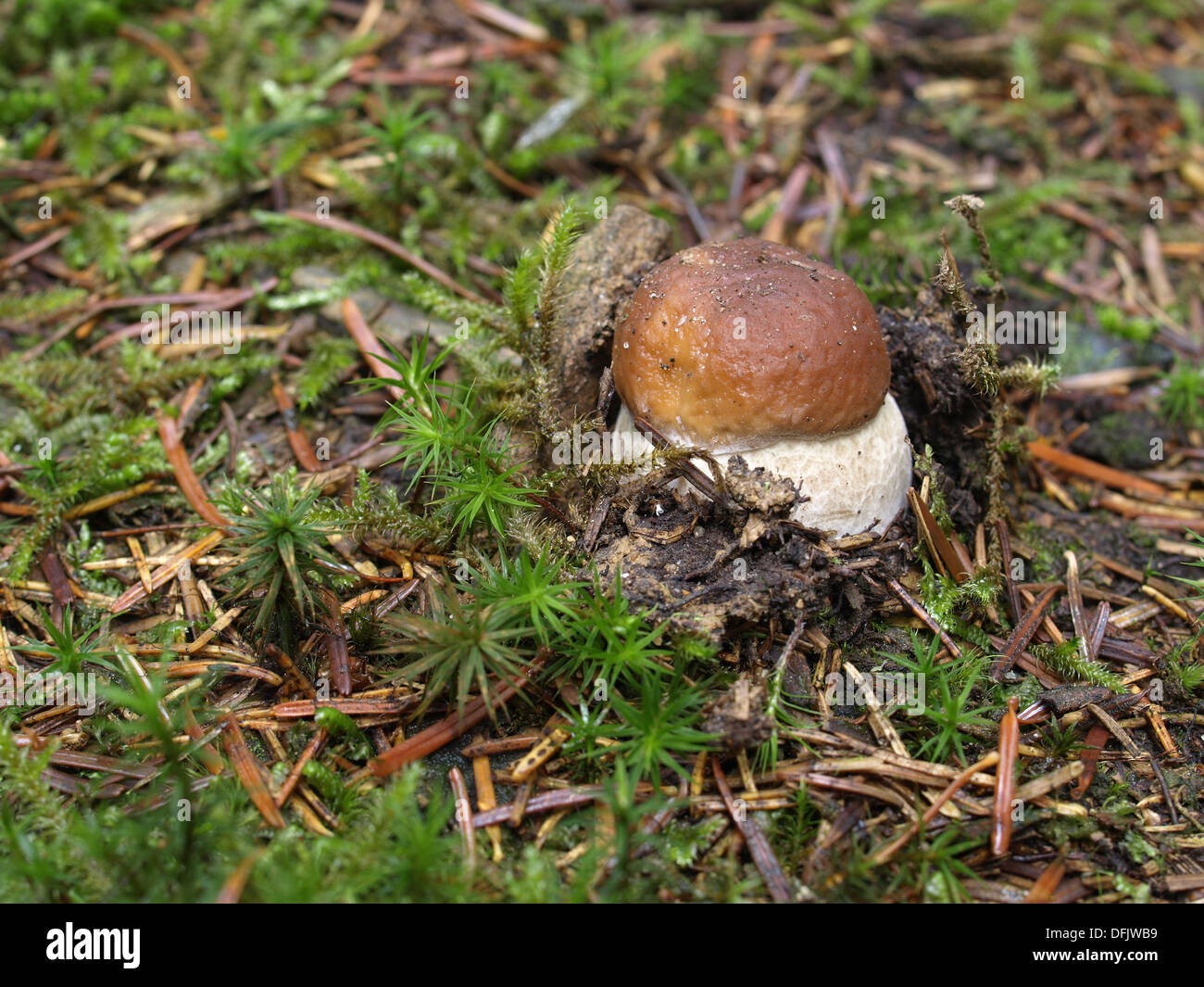 Gemeiner steinpilz hi-res stock photography and images - Alamy