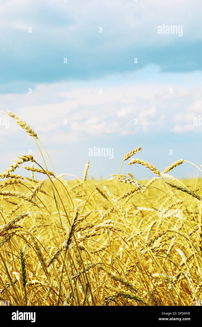 wheat field and blue sky Stock Photo - Alamy