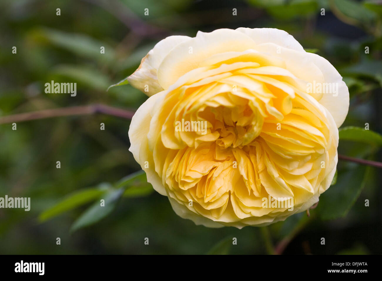 Georgia flora hi-res stock photography and images - Alamy