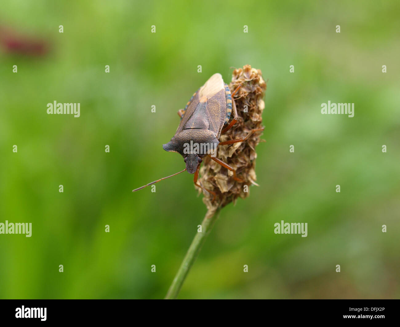 Animal bug bugs hi-res stock photography and images - Alamy
