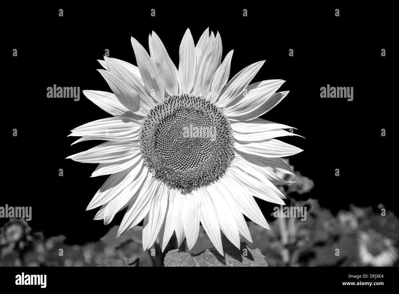 Infrared flower hi-res stock photography and images - Alamy