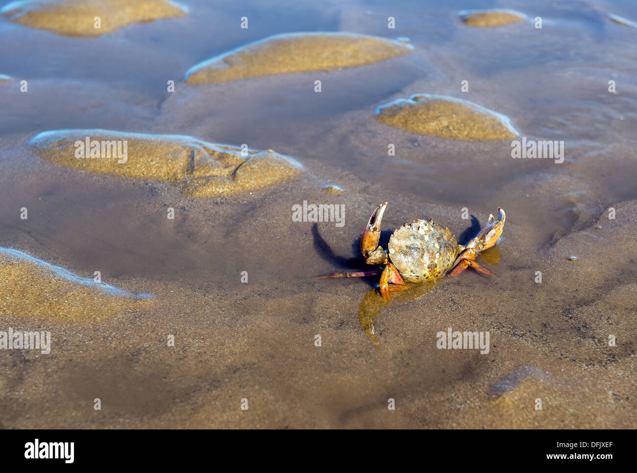 Crab in the sand Stock Photo - Alamy