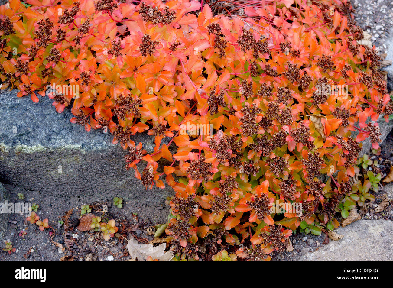 Red stonecrop hi-res stock photography and images - Alamy