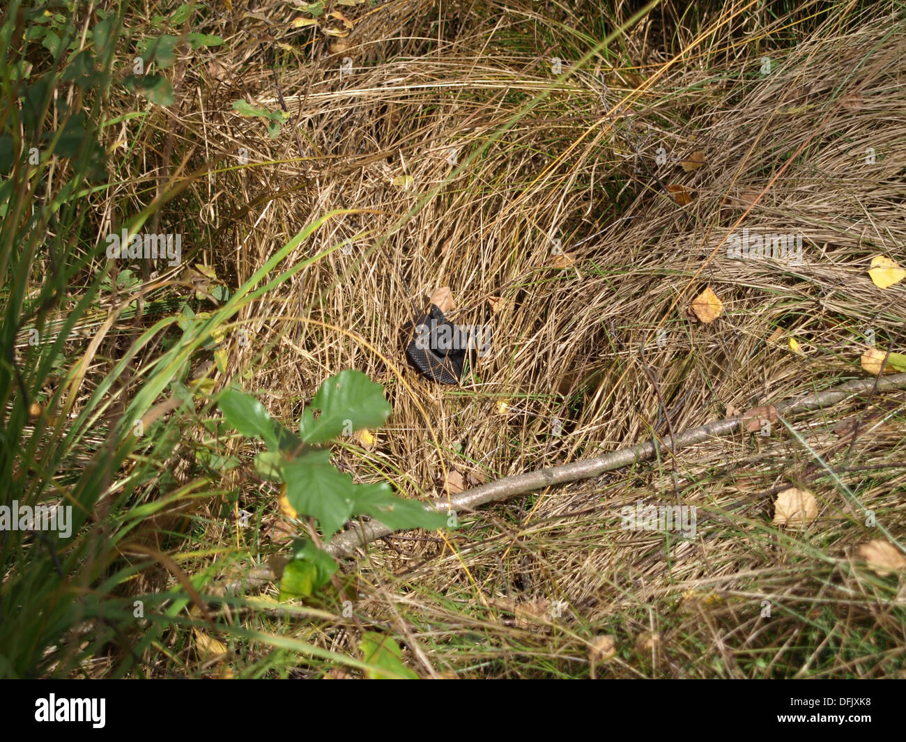 Common European adder, black, melanistic colour patterns / Vipera berus ...