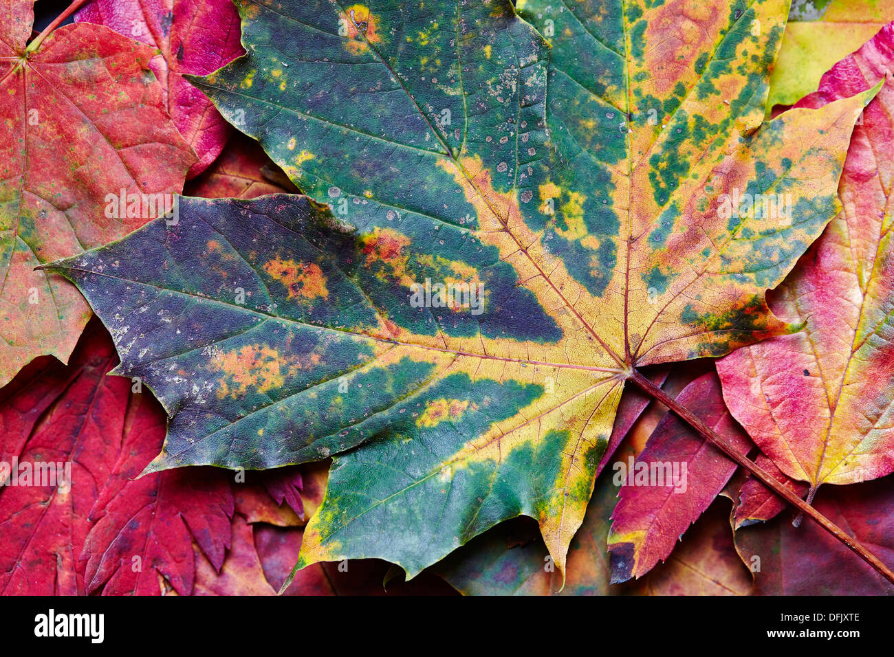 Foliage types hi-res stock photography and images - Alamy