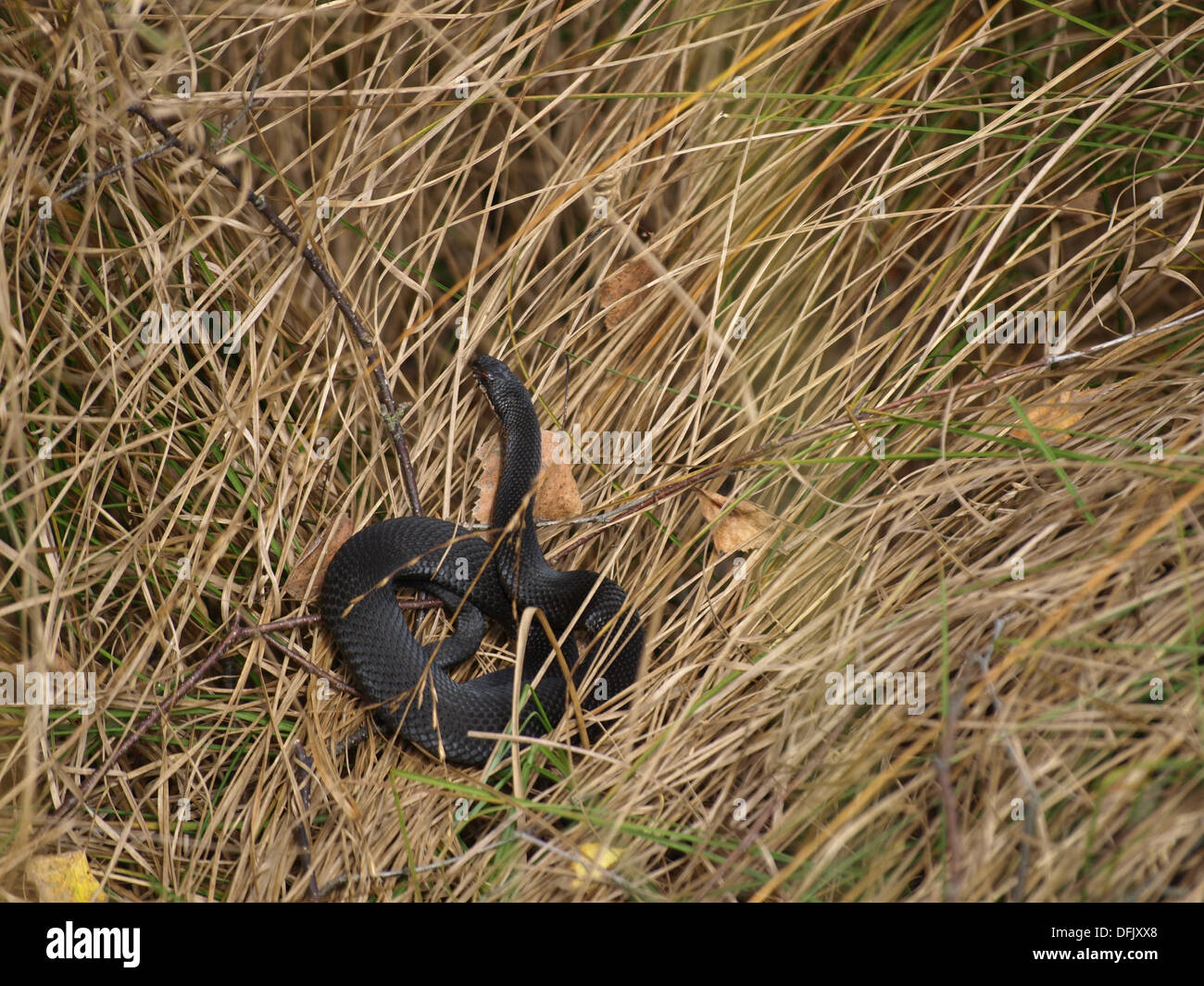 Common European adder, black, melanistic colour patterns / Vipera berus ...