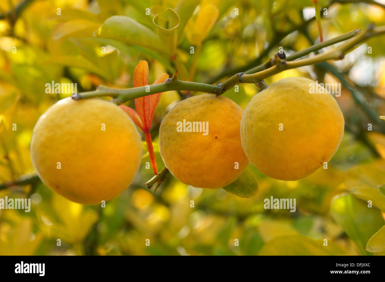 Trifoliate orange bitter orange hardy orange fruits Poncirus trifoliata ...
