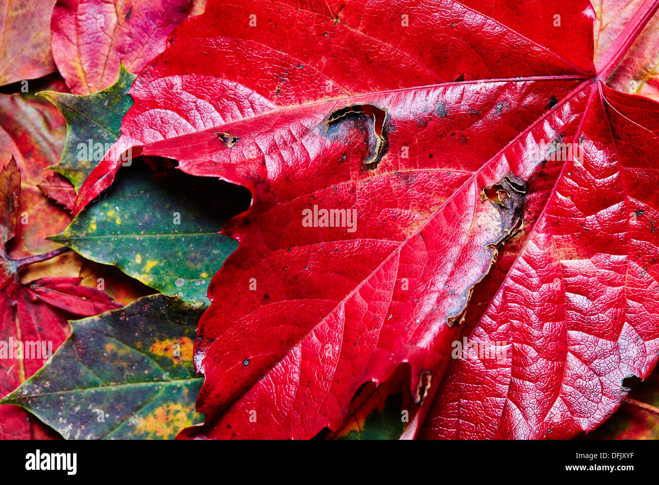 Foliage types hi-res stock photography and images - Alamy