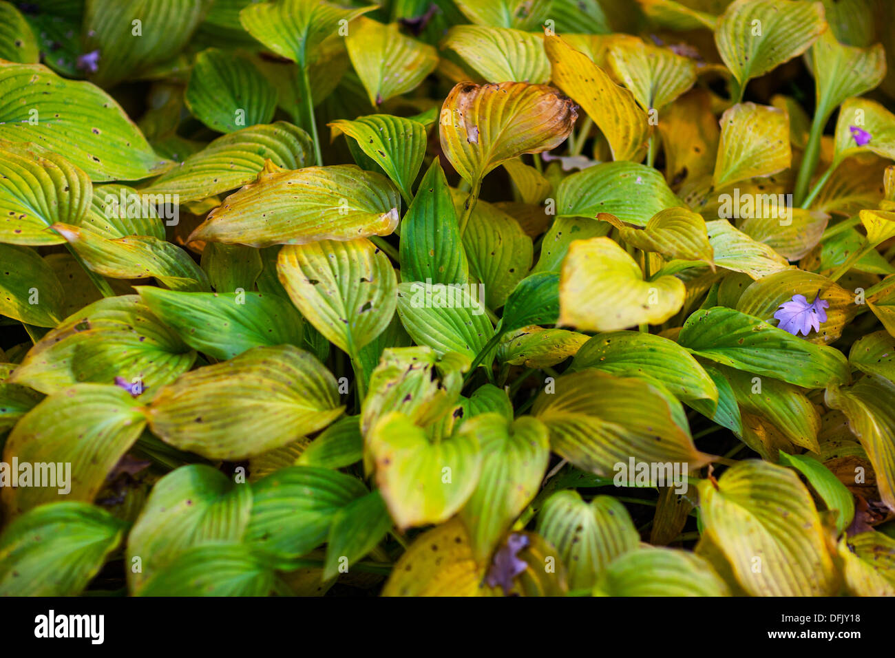 Botanical Garden in the autumn. Oak trees with colorful leaves. Dried ...