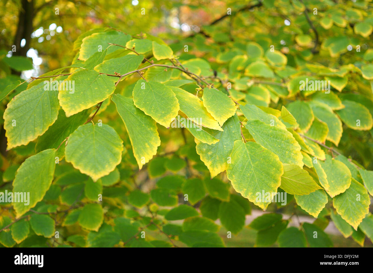 Witch hazel autumn leaves Hamamelis virginiana Stock Photo - Alamy
