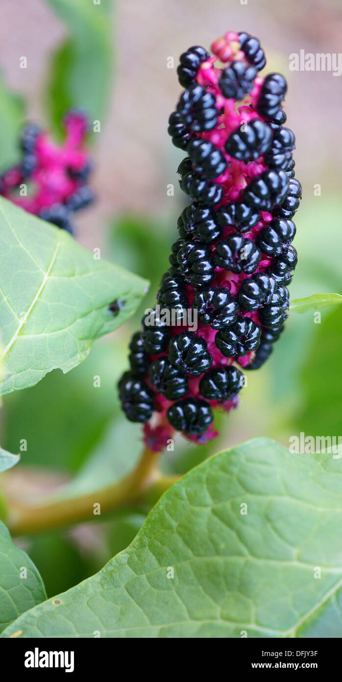 American pokeweed berries Phytolacca americana Stock Photo - Alamy