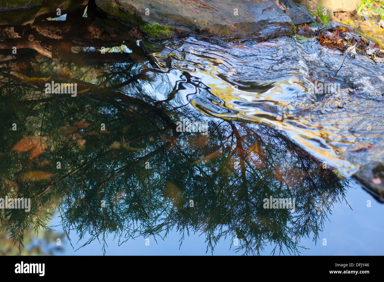 Botanical Garden n the autumn. Oak trees with colorful leaves. Dried ...
