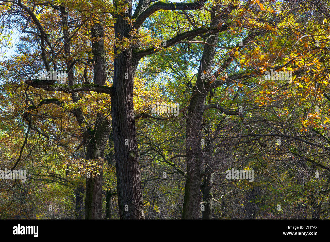 Botanical Garden in the autumn. Oak trees with colorful leaves. Dried ...