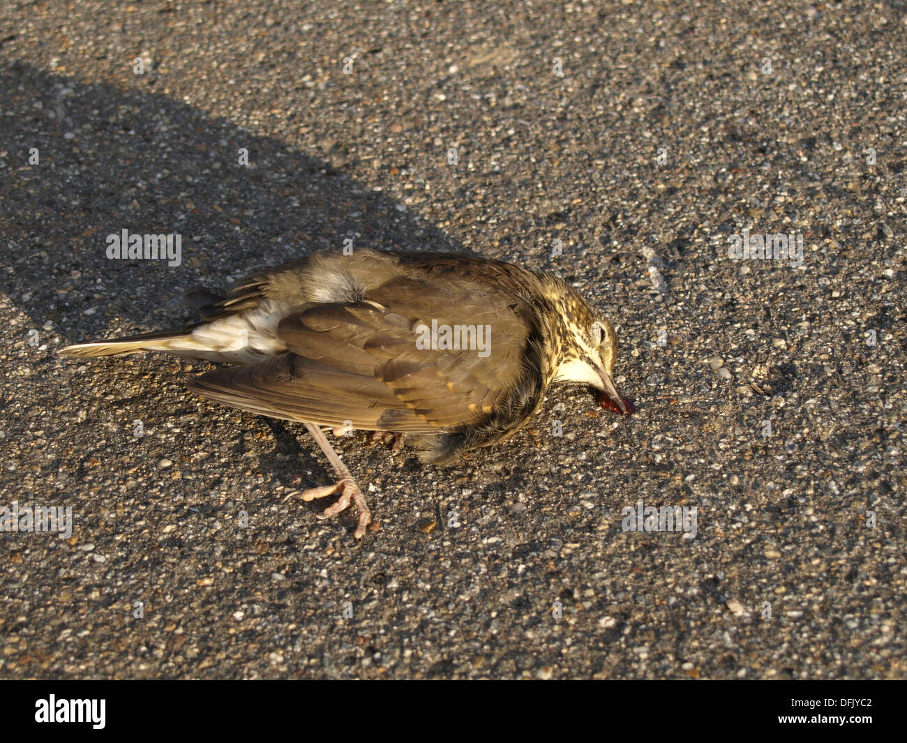 Thrush mavis hi-res stock photography and images - Alamy