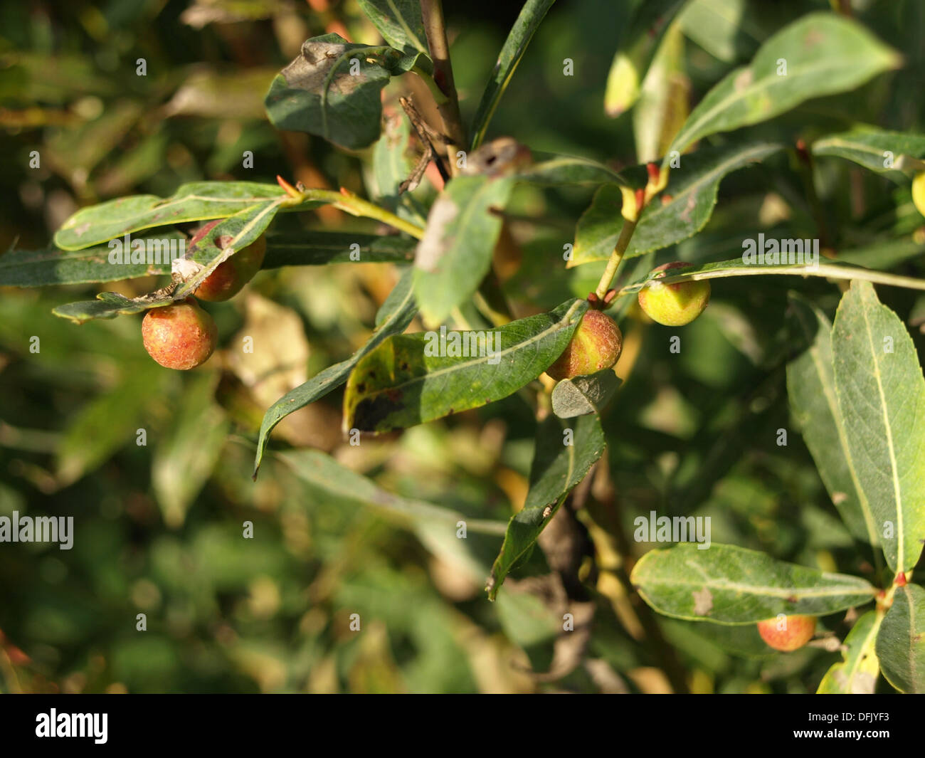 gall on a tree Stock Photo - Alamy