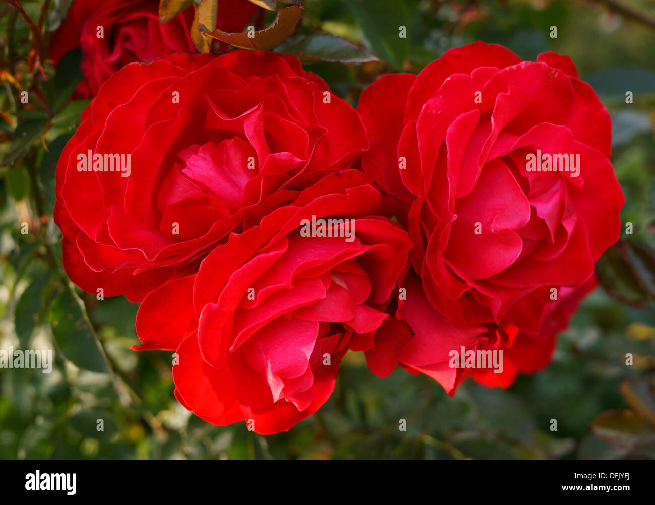 Three red roses Stock Photo - Alamy