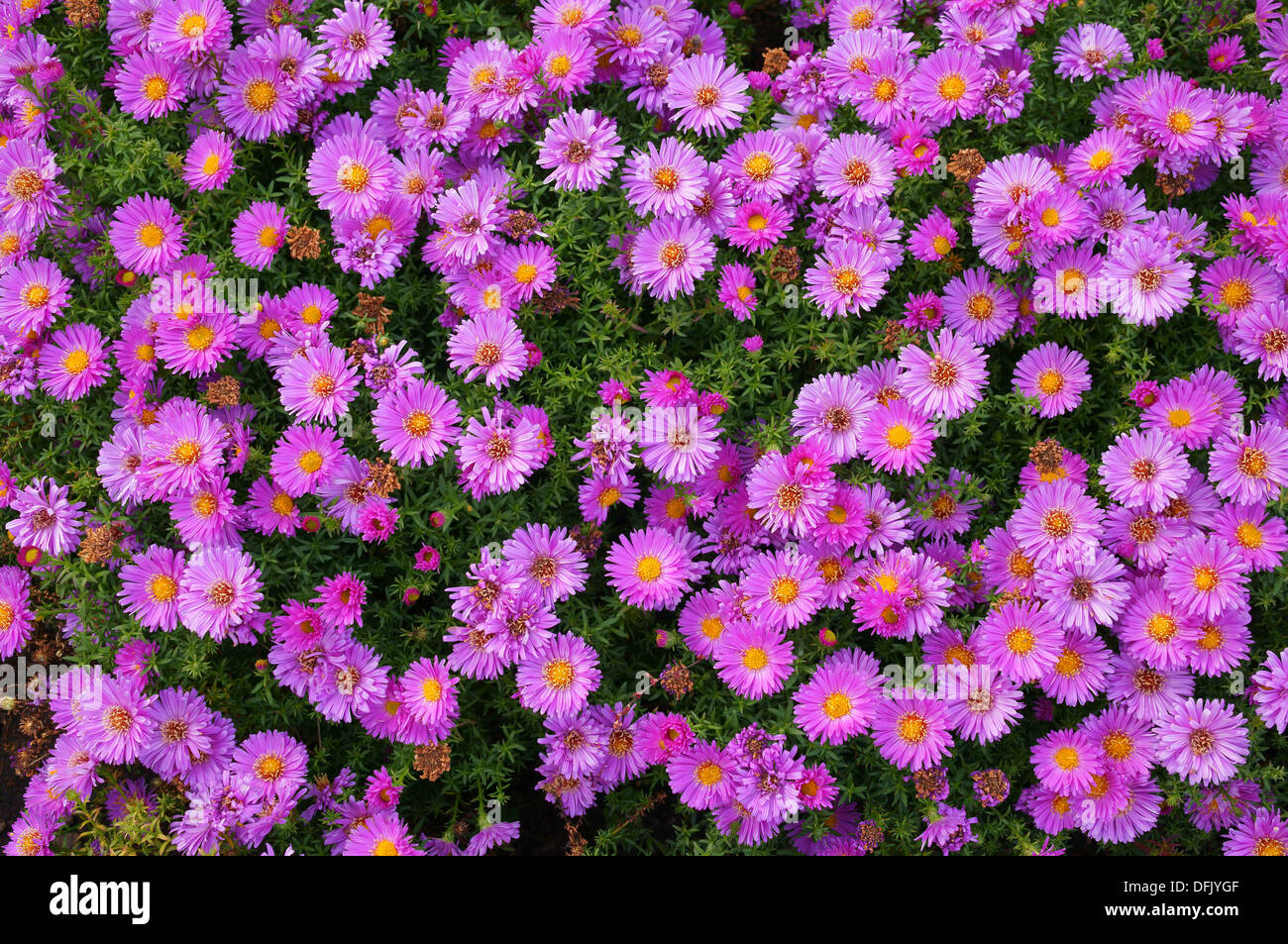 Purple autumn aster flowers Stock Photo - Alamy