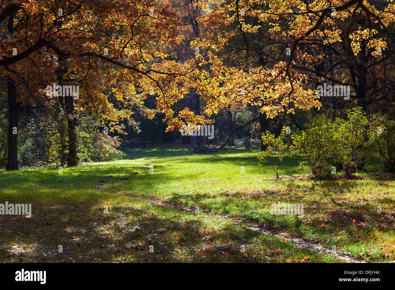 Botanical Garden in the autumn. Oak trees with colorful leaves. Dried ...