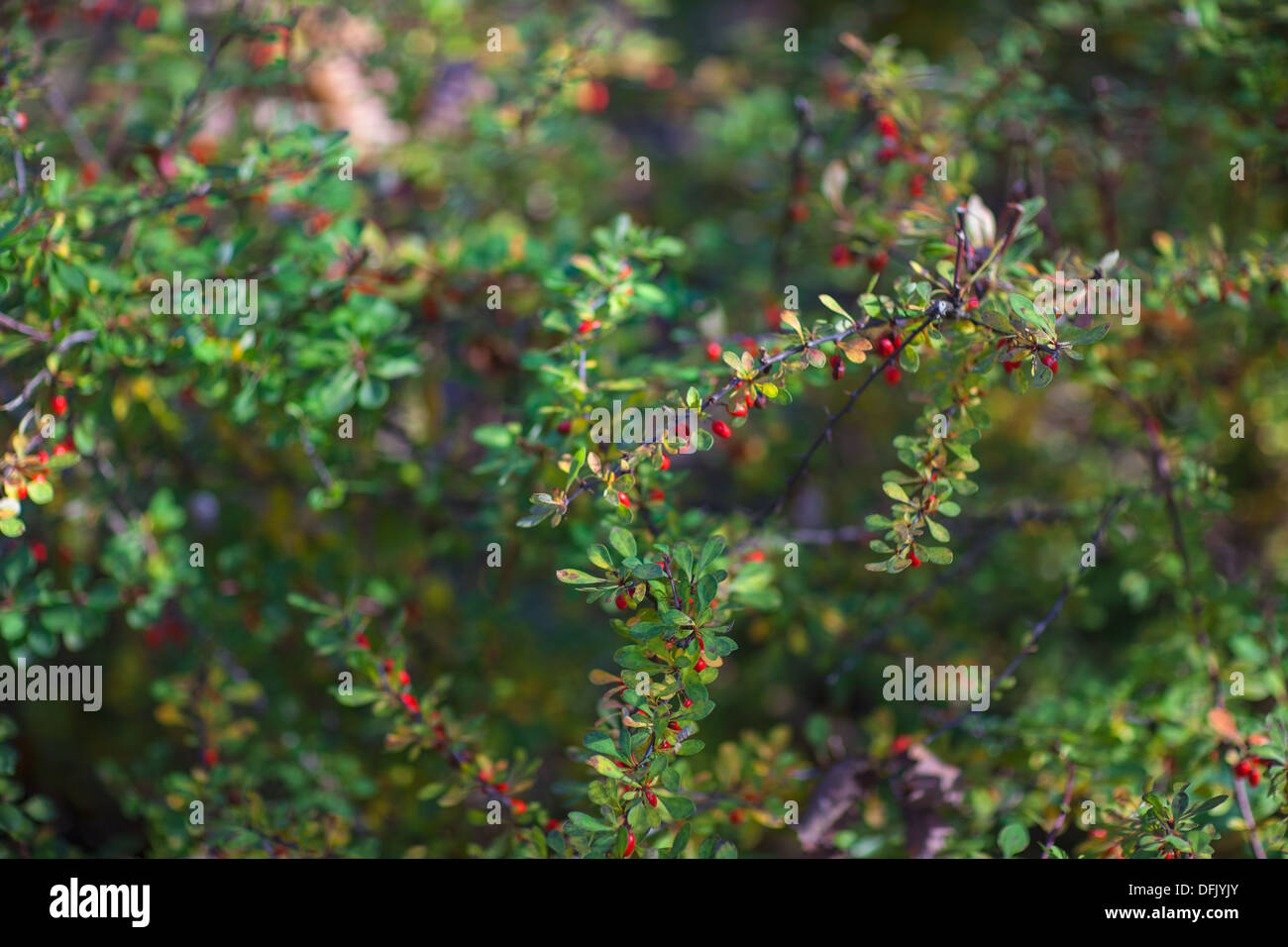 The fruit of barberry Stock Photo - Alamy