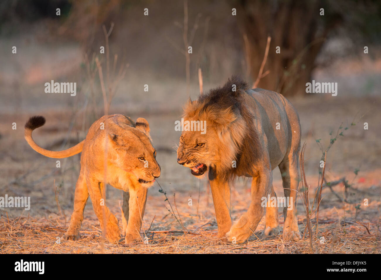 Wildlife courting hi-res stock photography and images - Alamy