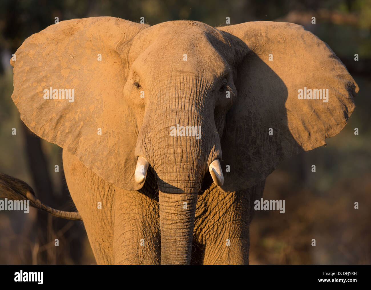 African Elephant portrait - ears out Stock Photo - Alamy