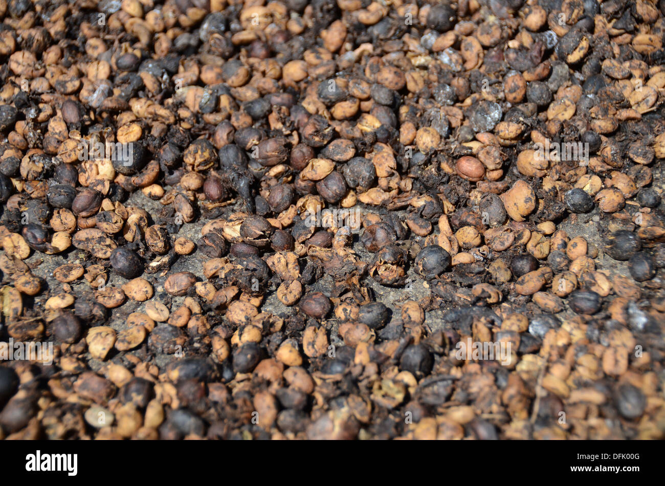 Drying coffee close-up Stock Photo - Alamy