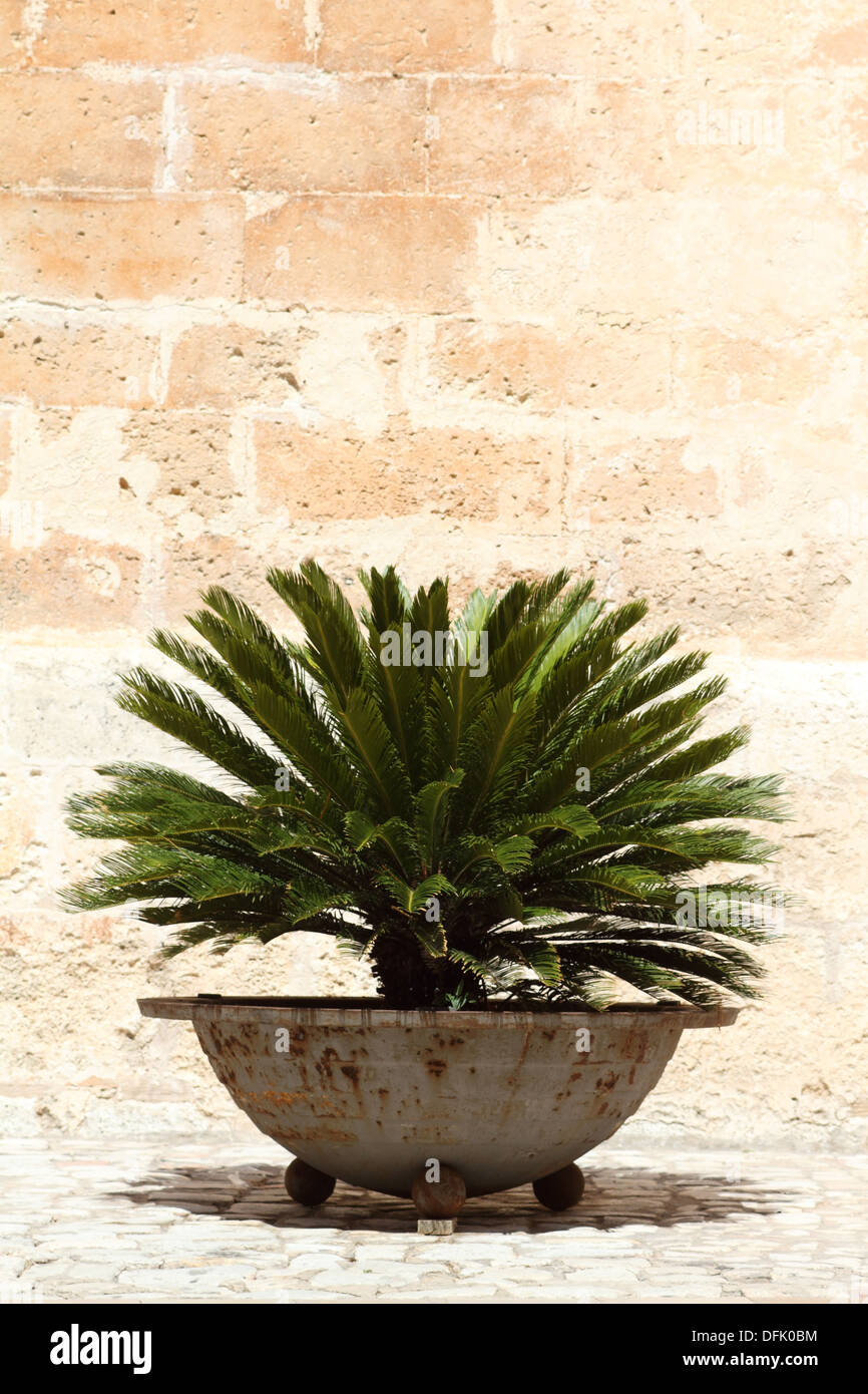 Tree fern pot hi-res stock photography and images - Alamy