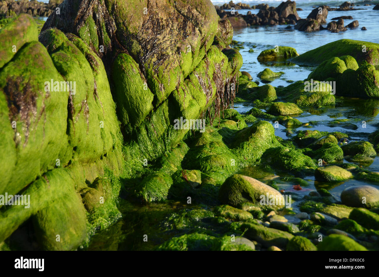 Rocks covered by green green algae on the coast south of Audierne ...