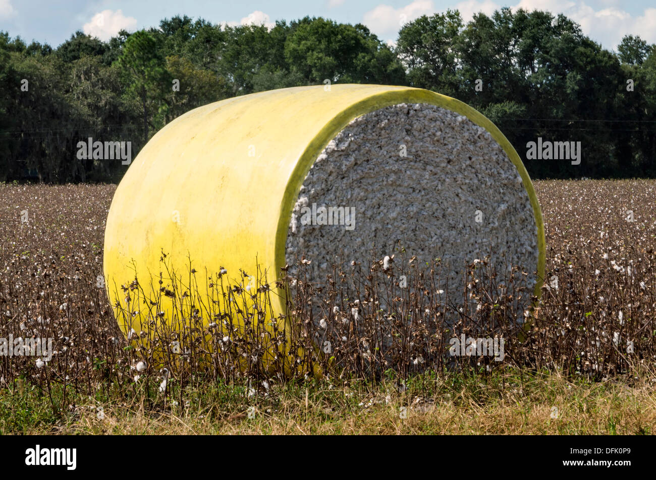 Cotton bale in a cotton field in rural north central Florida after ...