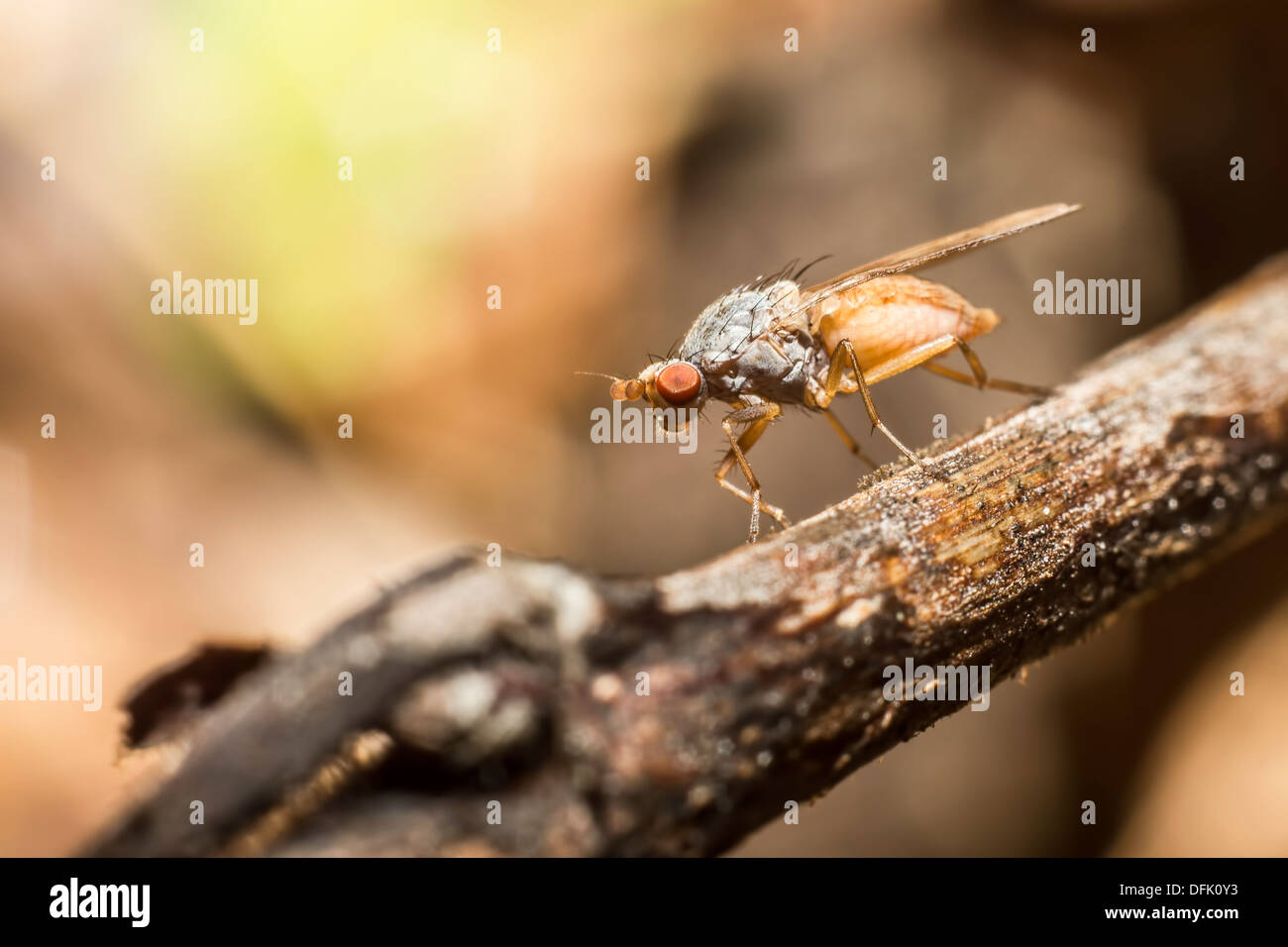 Portrait of a fly Stock Photo - Alamy