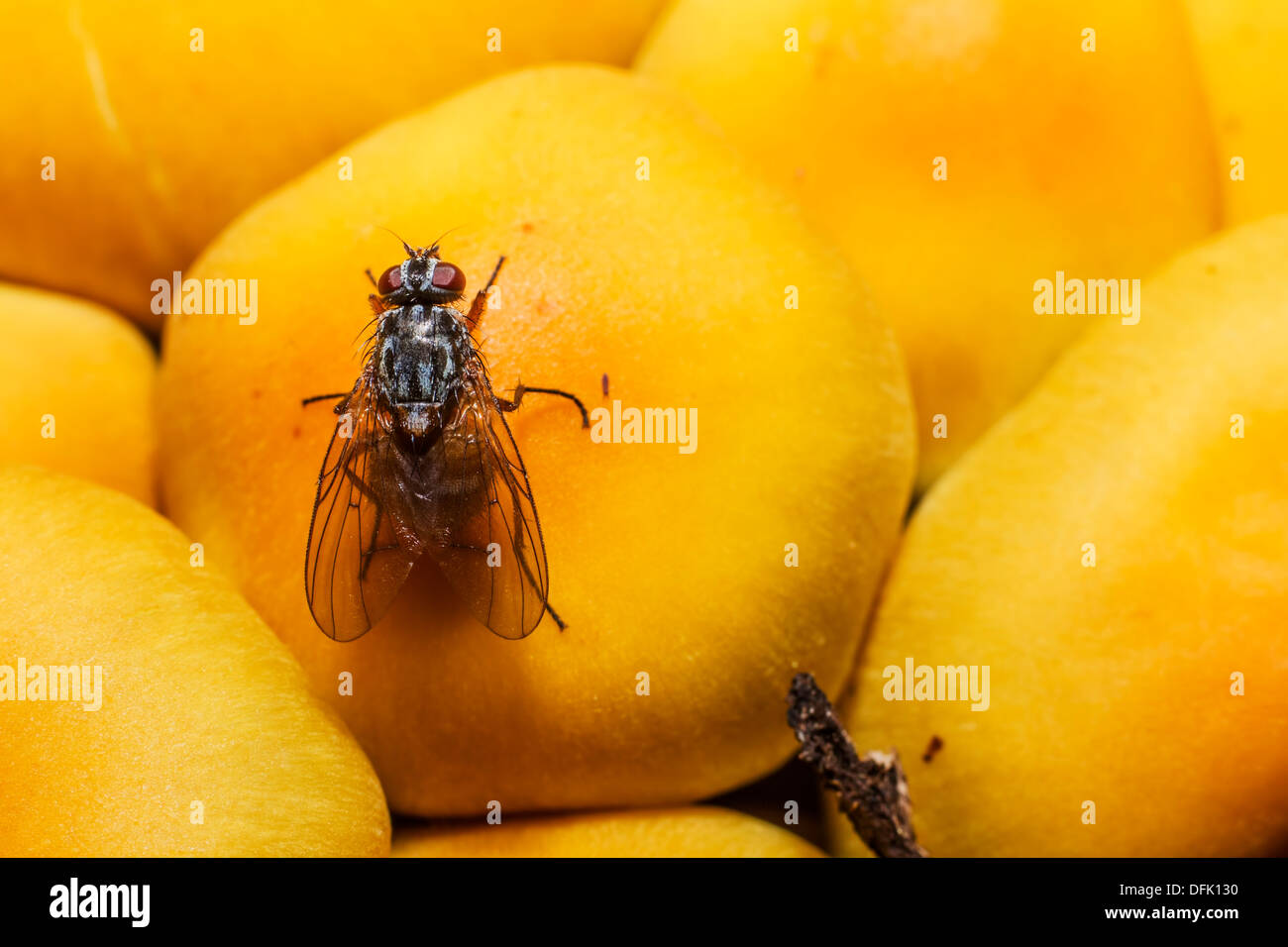Portrait of a fly Stock Photo - Alamy