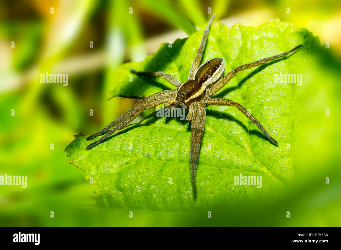 Portrait of a spider Stock Photo - Alamy