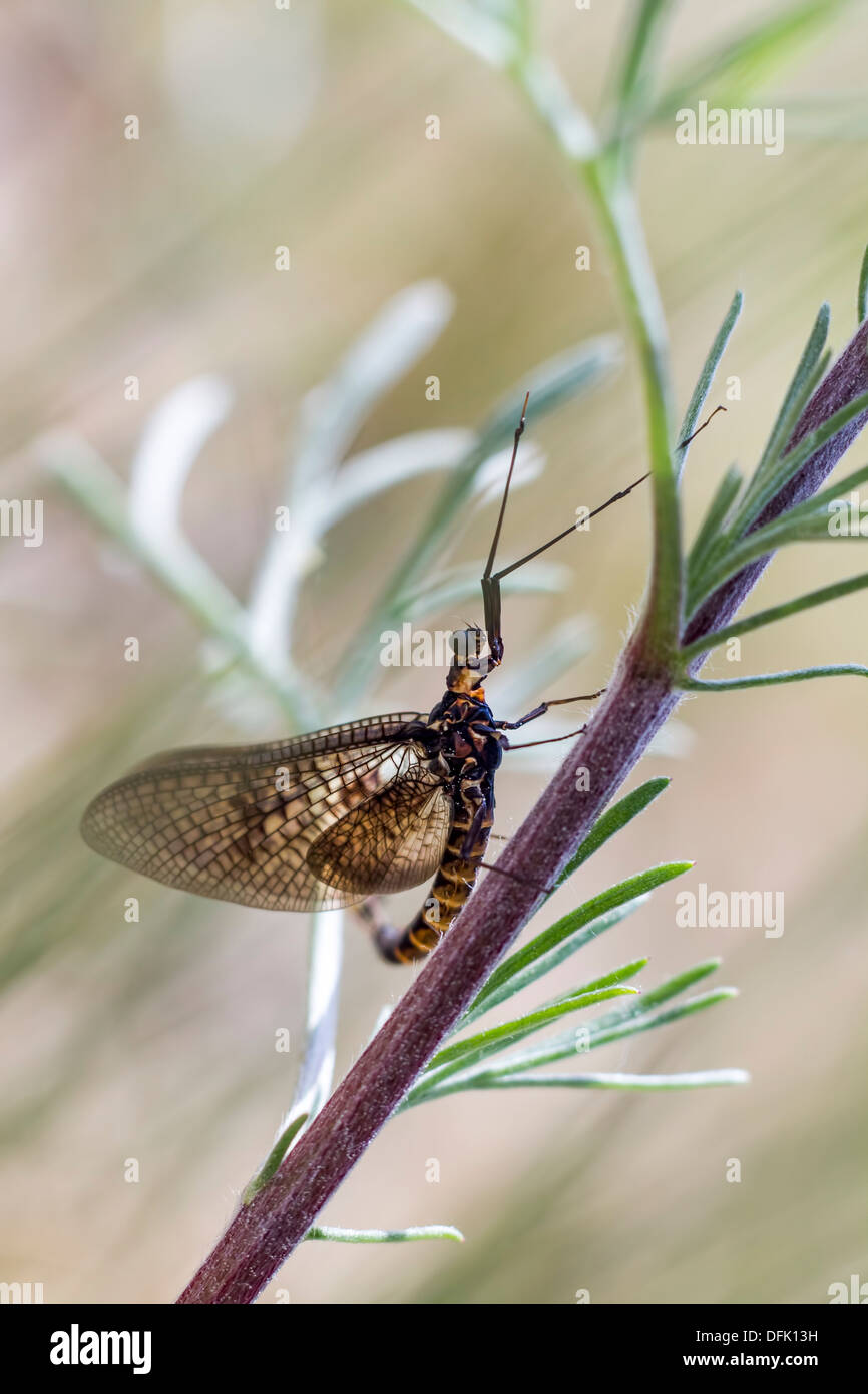 Mayfly hi-res stock photography and images - Alamy