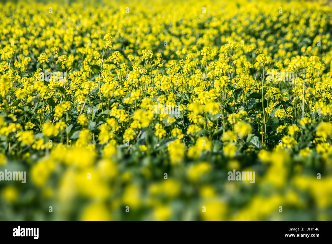 The yellow flower field Stock Photo - Alamy