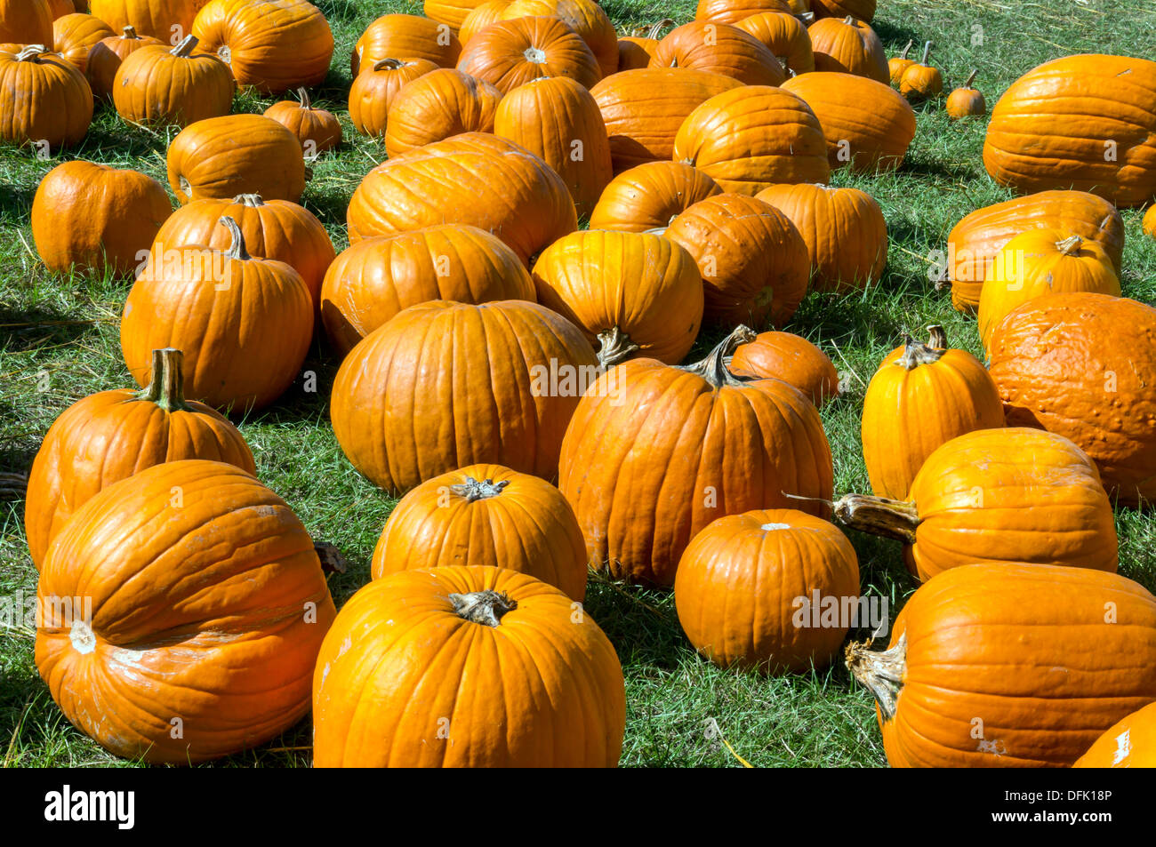 Halloween and Thanksgiving seasonal pumpkin display Stock Photo - Alamy