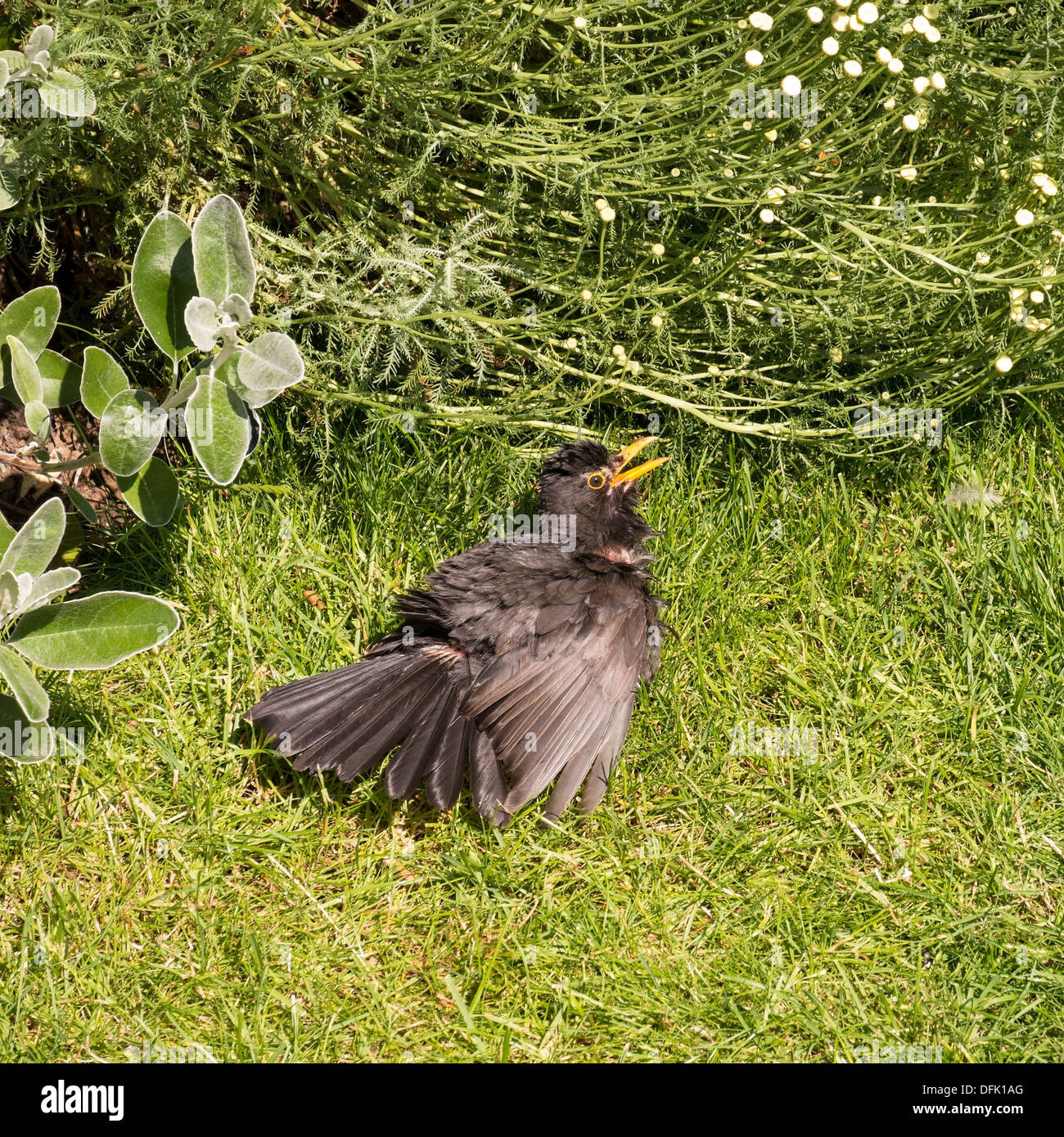Male Blackbird ( Turdus merula ) sunbathing on sunlit green grass lawn ...