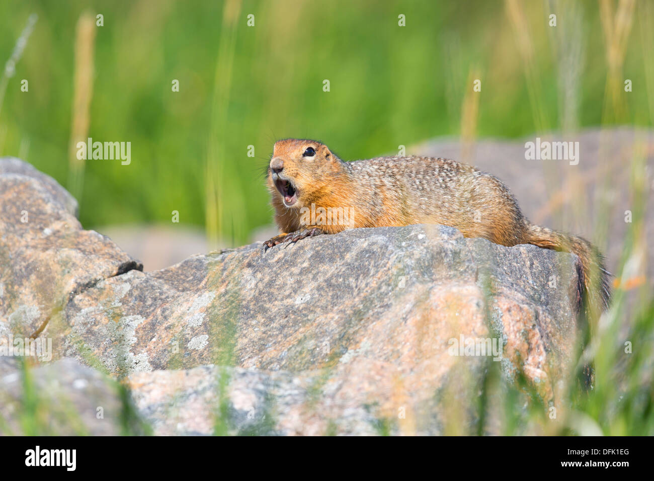 Arctic Ground Squirrel (Urocitellus parryii) - Churchill area, Canada ...