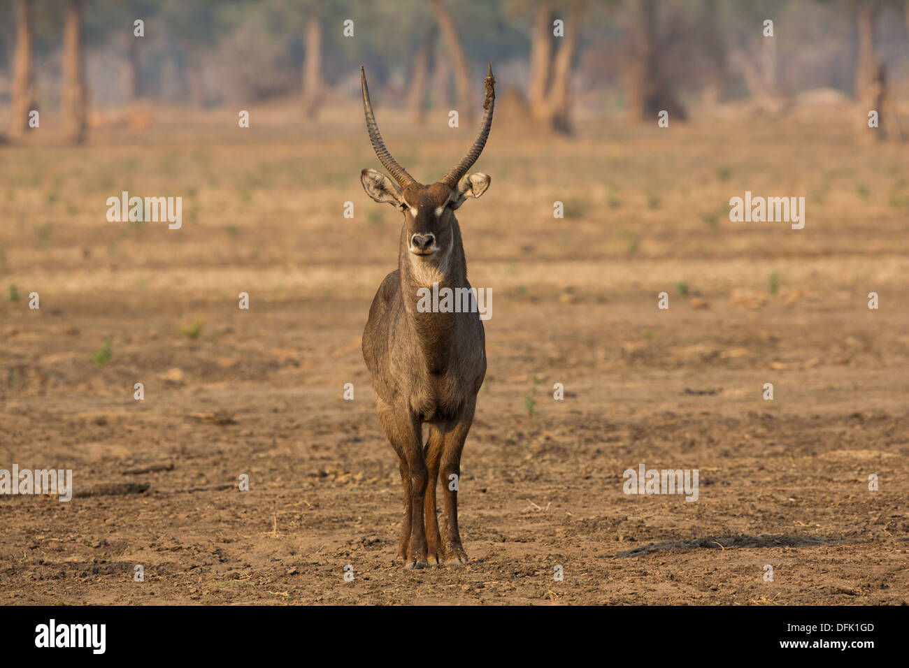 Common Waterbuck (Kobus ellipsiprymnus Stock Photo - Alamy