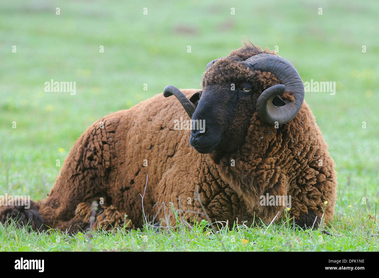 Merino ram hi-res stock photography and images - Alamy