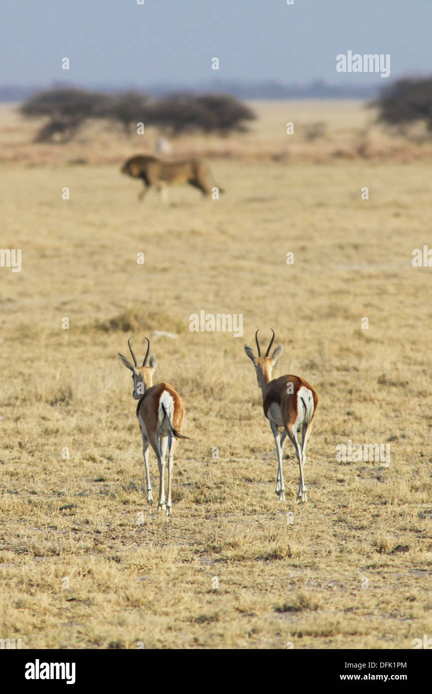 Springboks (Antidorcas marsupialis) walking towards a Lion - Nxai Pan ...