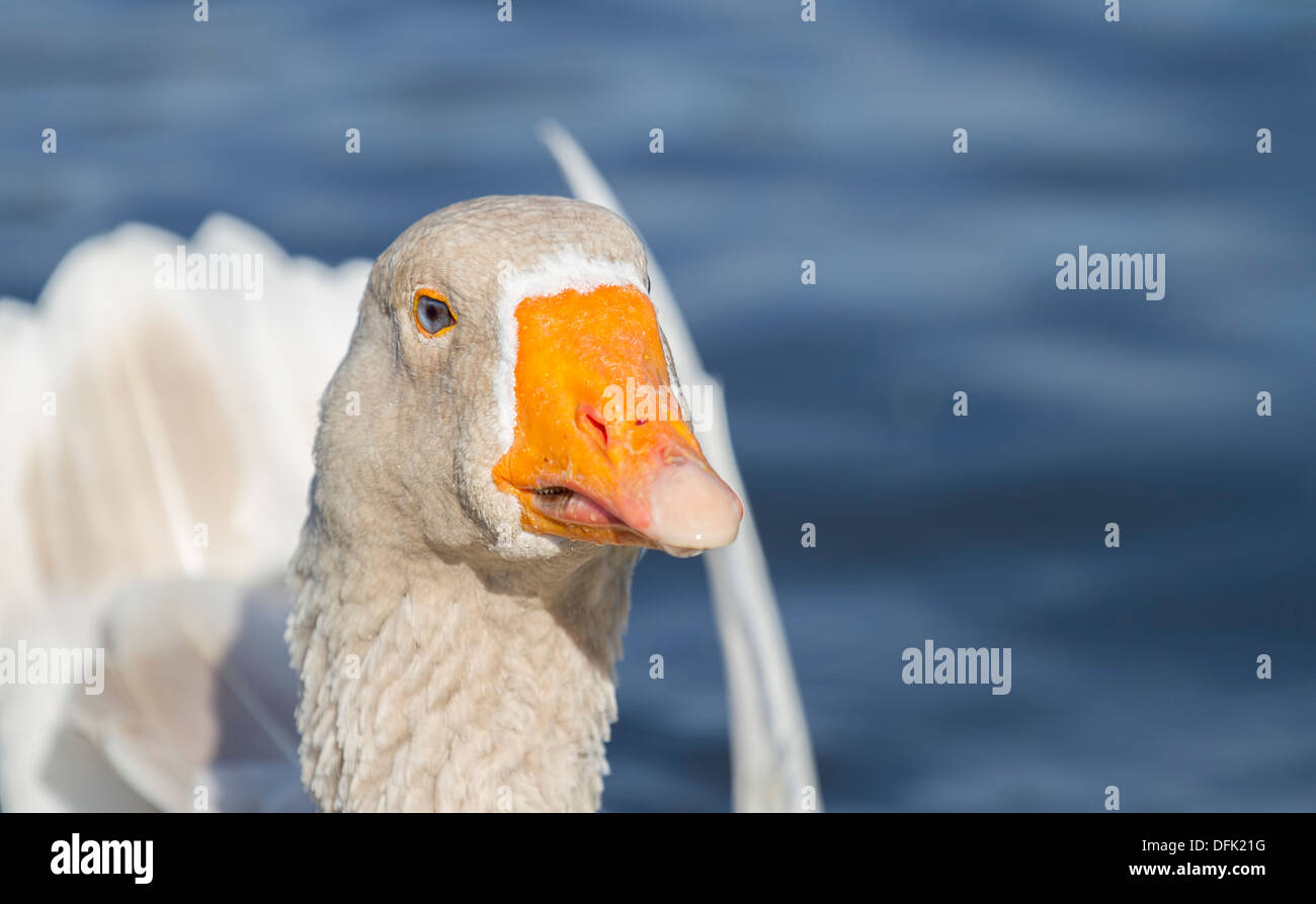 Embden goose hi-res stock photography and images - Alamy