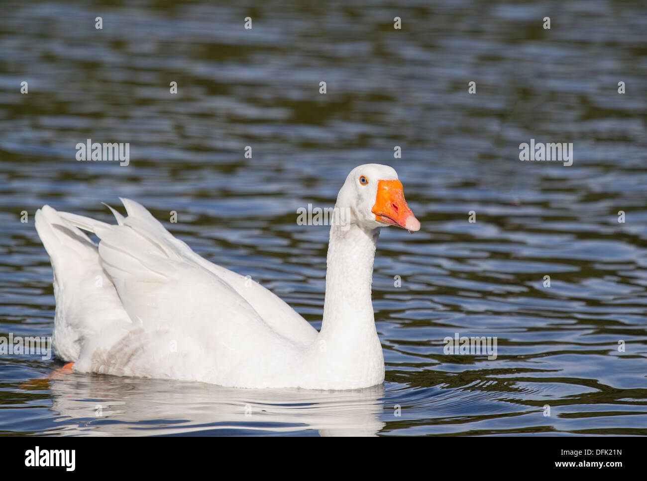 White Embden goose on lake Stock Photo - Alamy