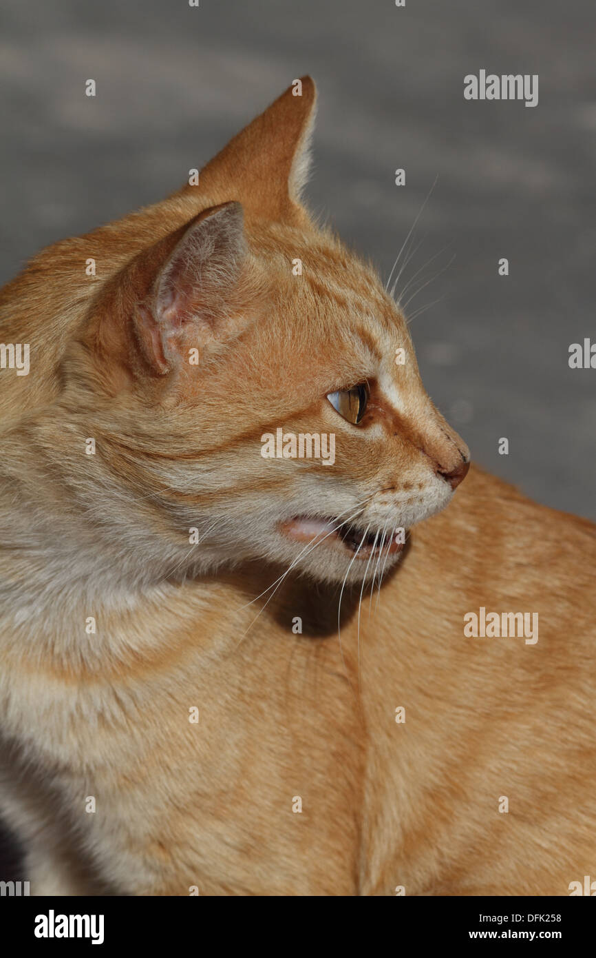 Feral cat ginger tom male Stock Photo - Alamy