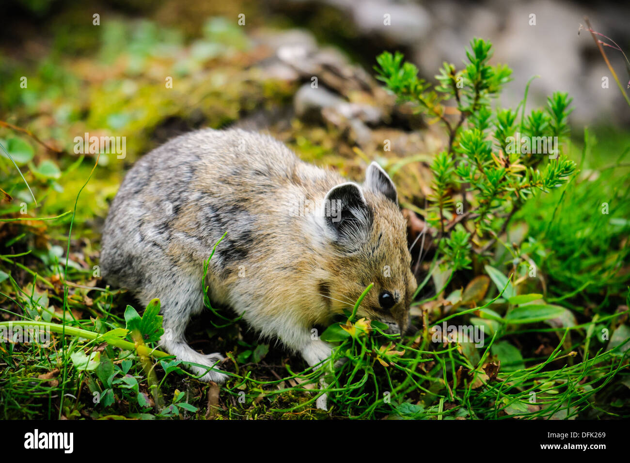 American Pika (Ochotona princeps Stock Photo - Alamy