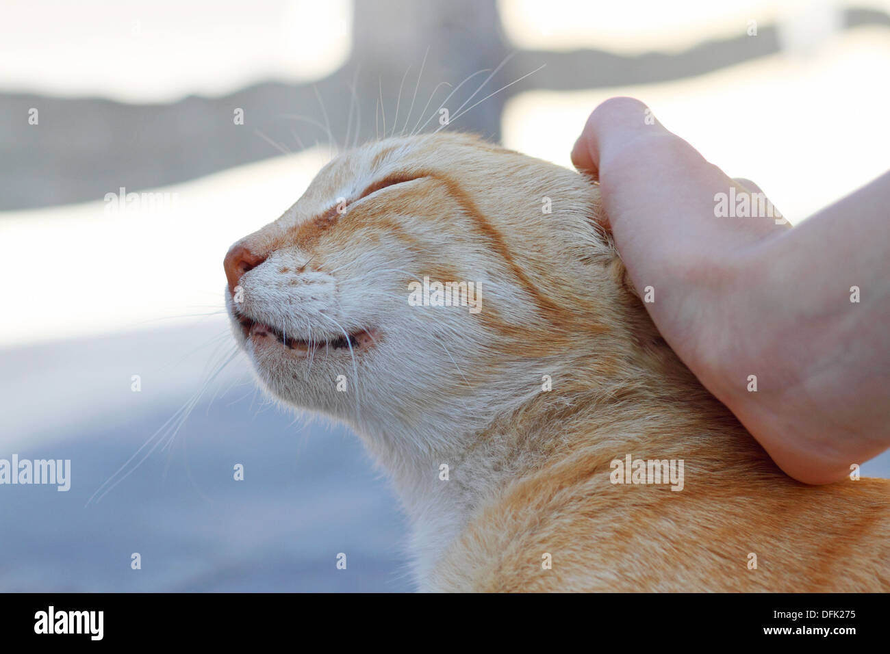 Feral cat ginger tom male Stock Photo - Alamy