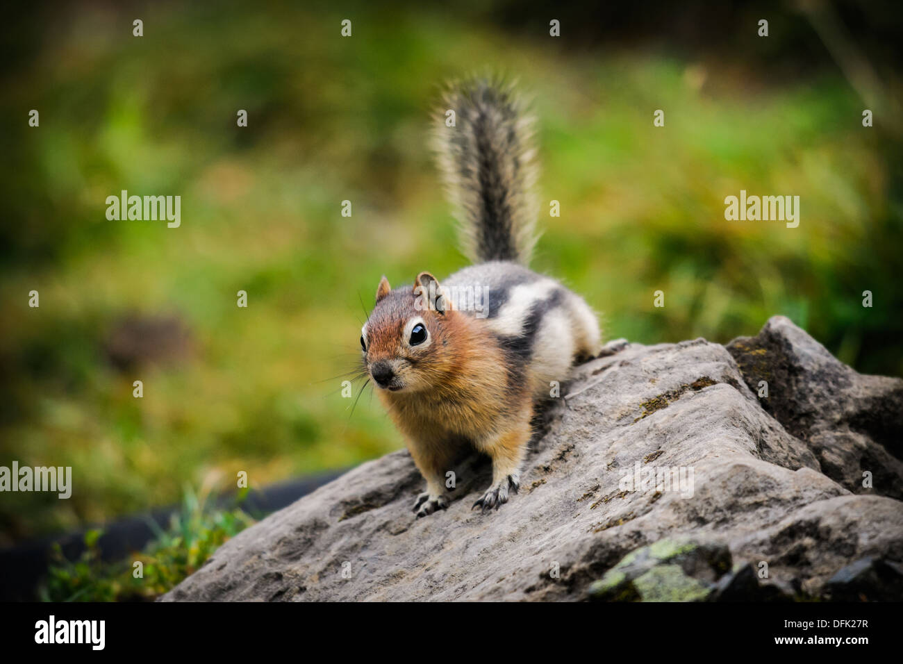 Canada chipmunk hi-res stock photography and images - Alamy